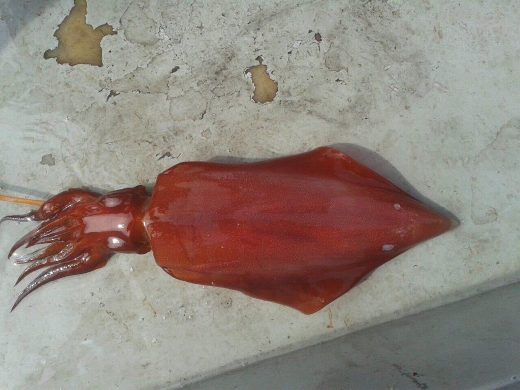 The government to handout necessary equipment for diamondback squid ...