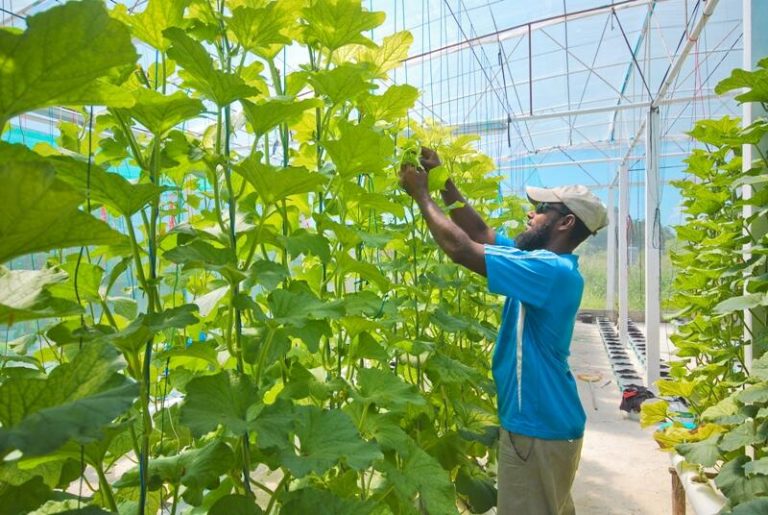 The Opportunities in Maldives for Agricultural Development | Corporate ...