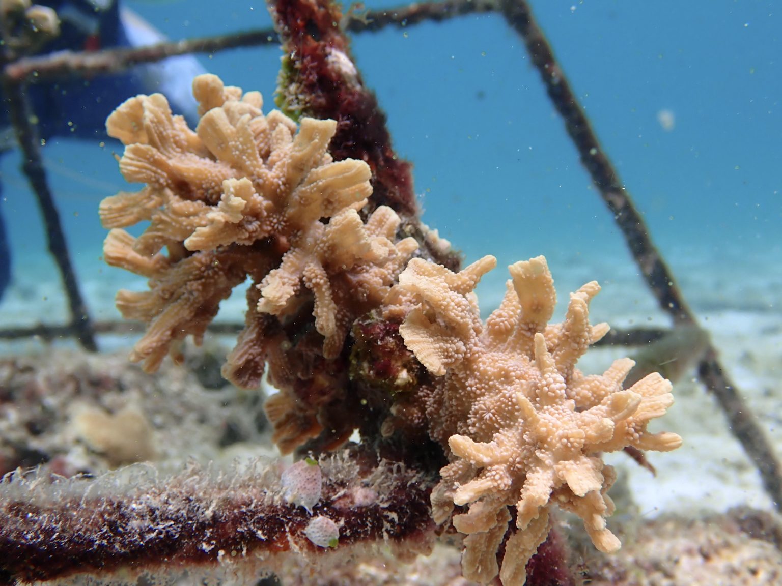 Fushifaru Maldives’ Innovative Coral Propagation Project | Corporate ...